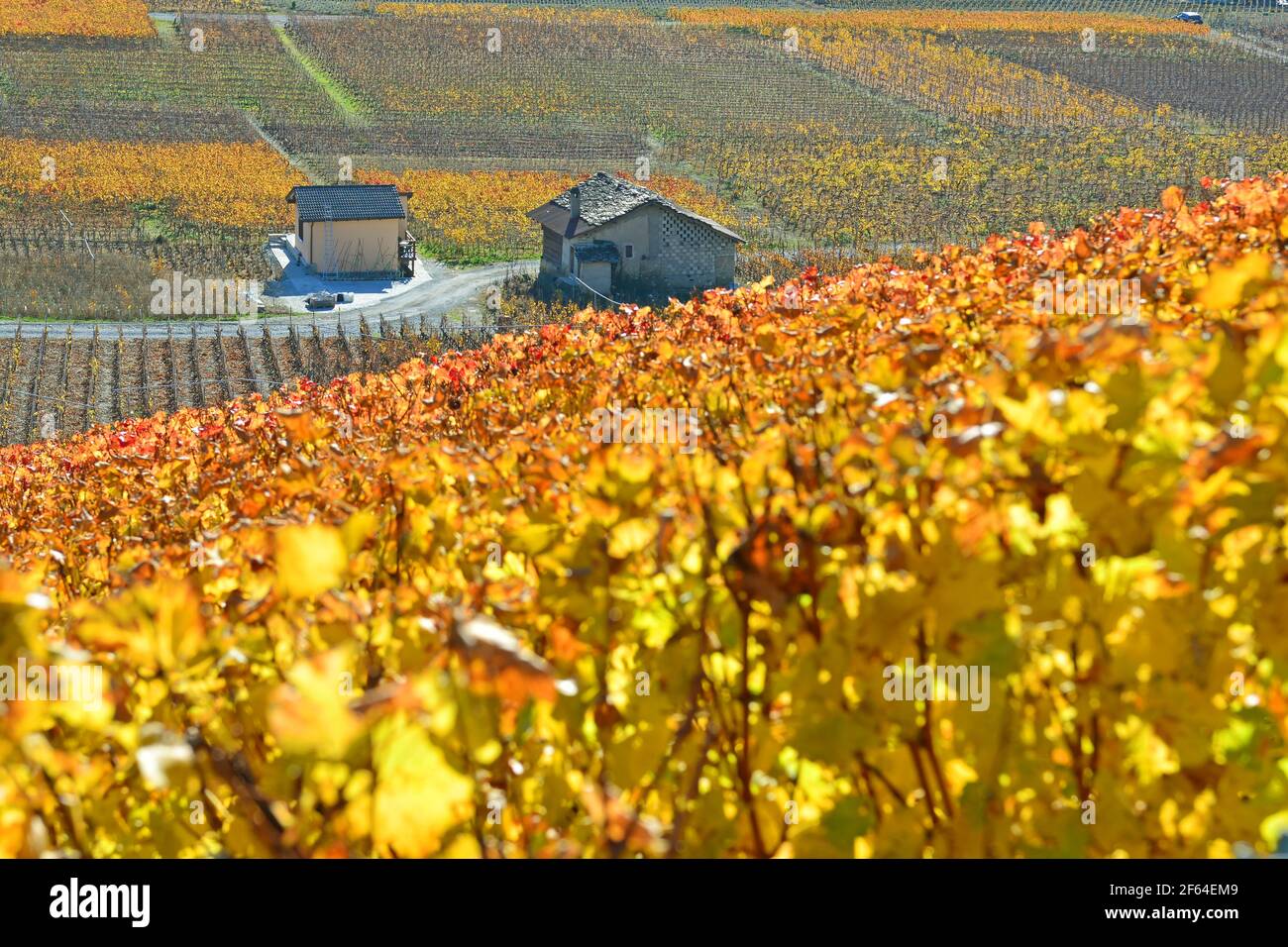 Fall colors in the Vineyards Stock Photo - Alamy