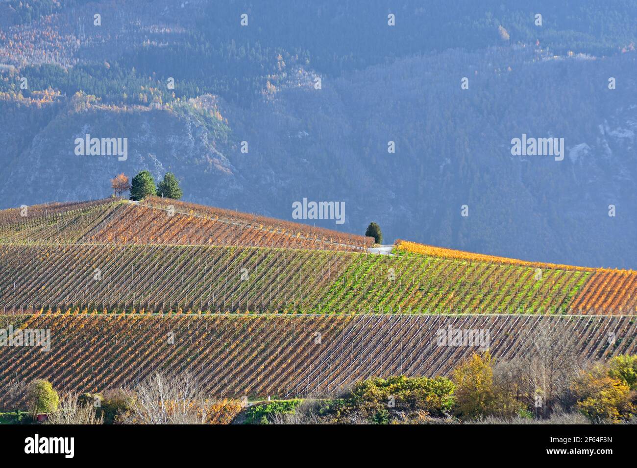 Fall colors in the Vineyards in the mountains Stock Photo - Alamy