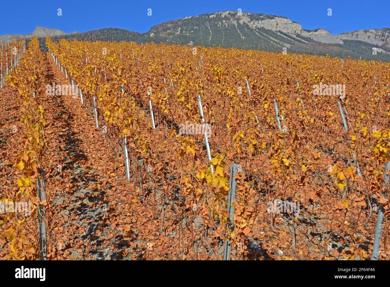 Fall colors in the Vineyards in the mountains Stock Photo - Alamy