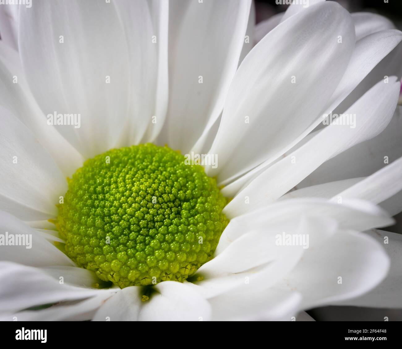 Daisy close up macro Stock Photo - Alamy