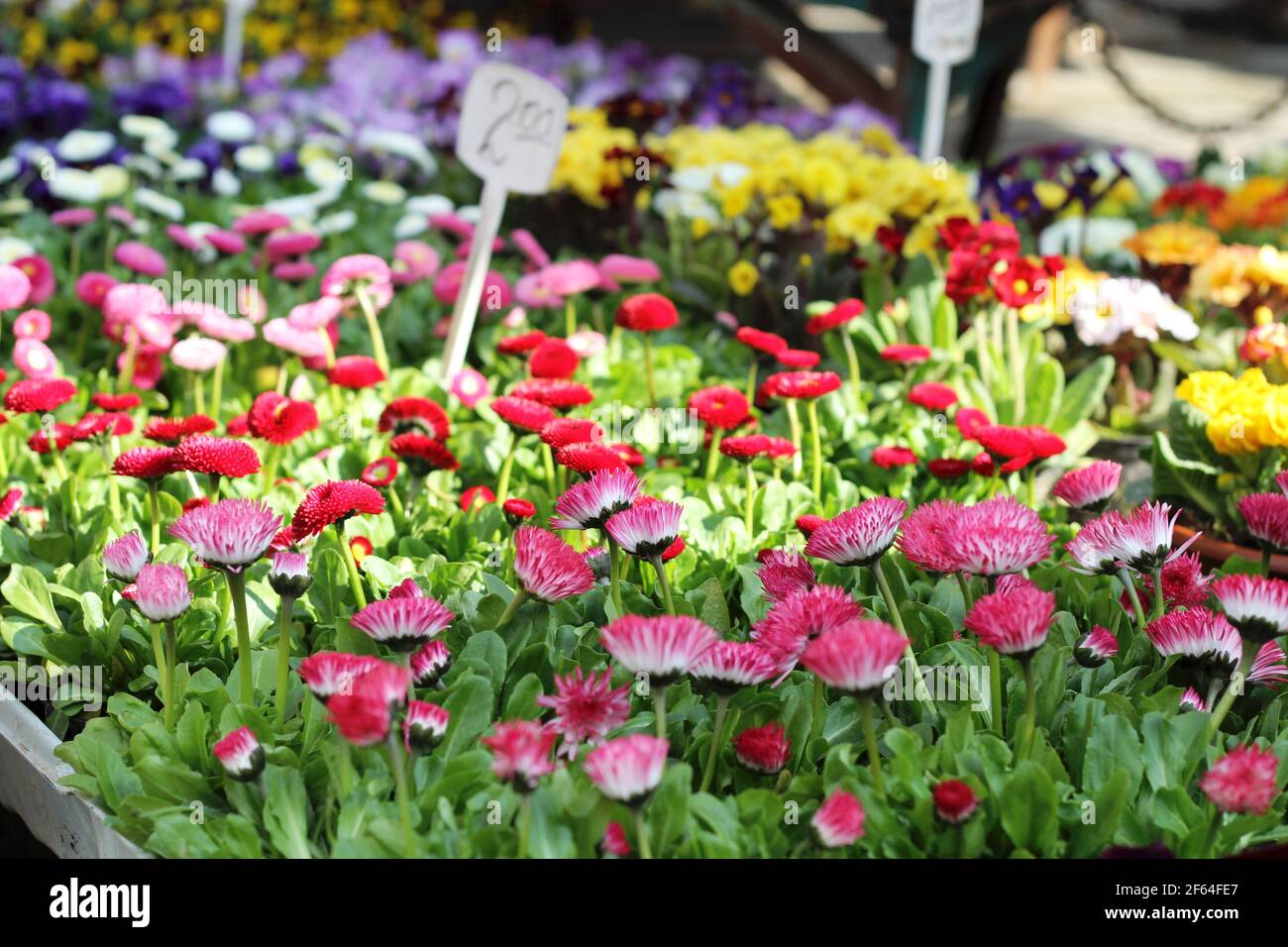 pink daisies and other spring flowers on the flower market Stock Photo ...