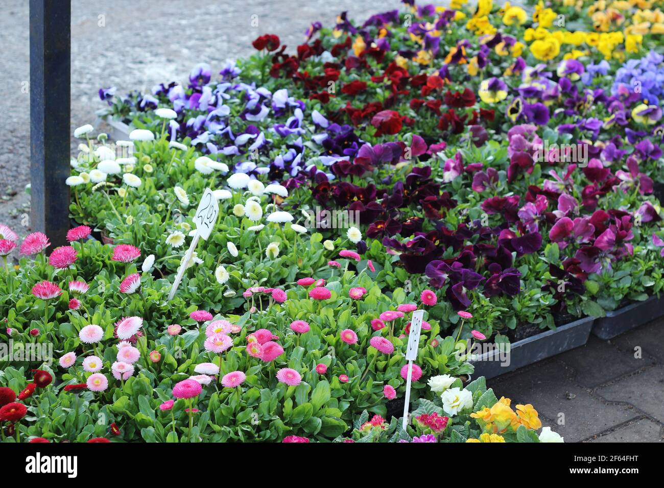 spring flowers on the flower market daisies pansies, primula Stock ...