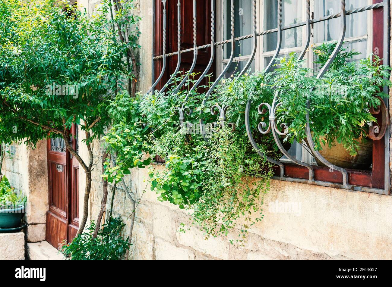 Under the window, aromatic herbs grow in a pot: mint, thyme and ...
