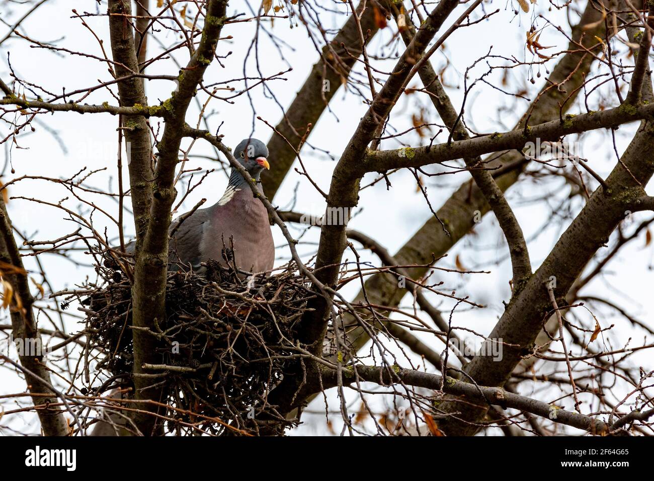 Dove Columbidae sits on the tree in the nest and enjoys the spring ...