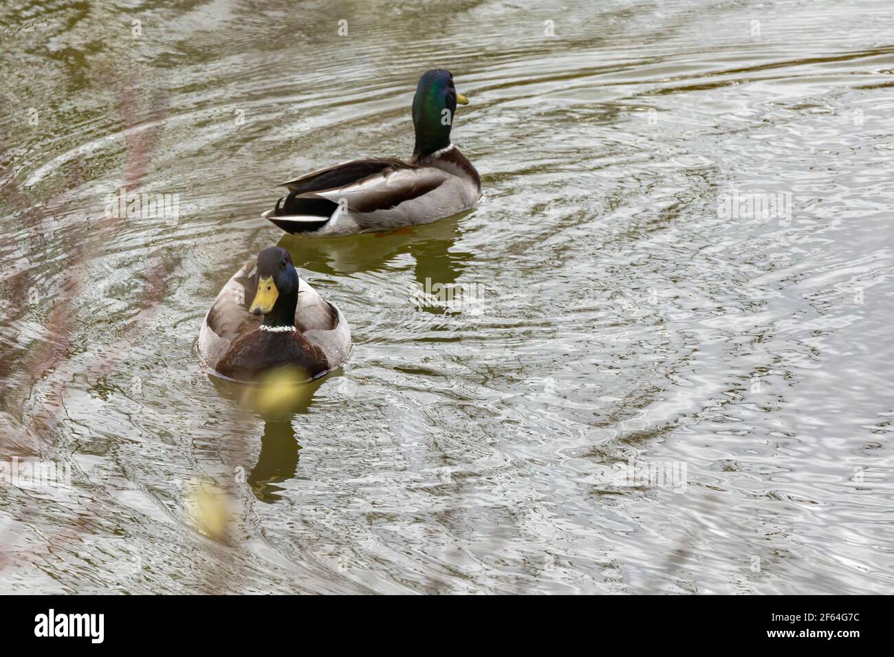 two mallards swim in a body of water, one looks forward and one ...