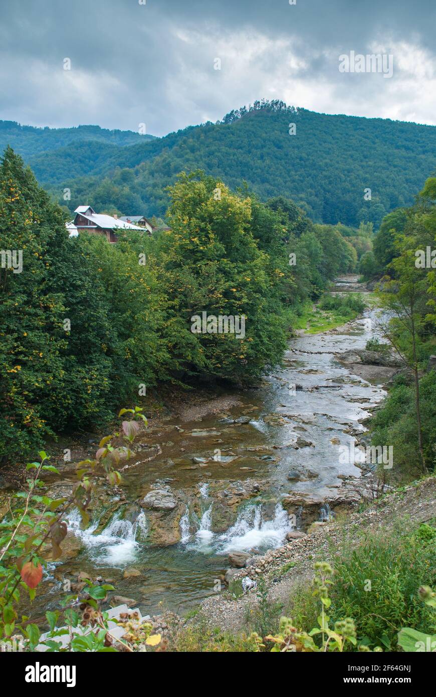 Mountain river flowing through the green forest Stock Photo - Alamy