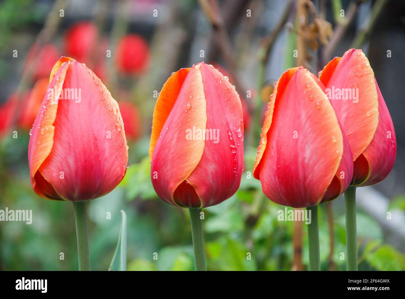 Red tulips with green background hi-res stock photography and images ...