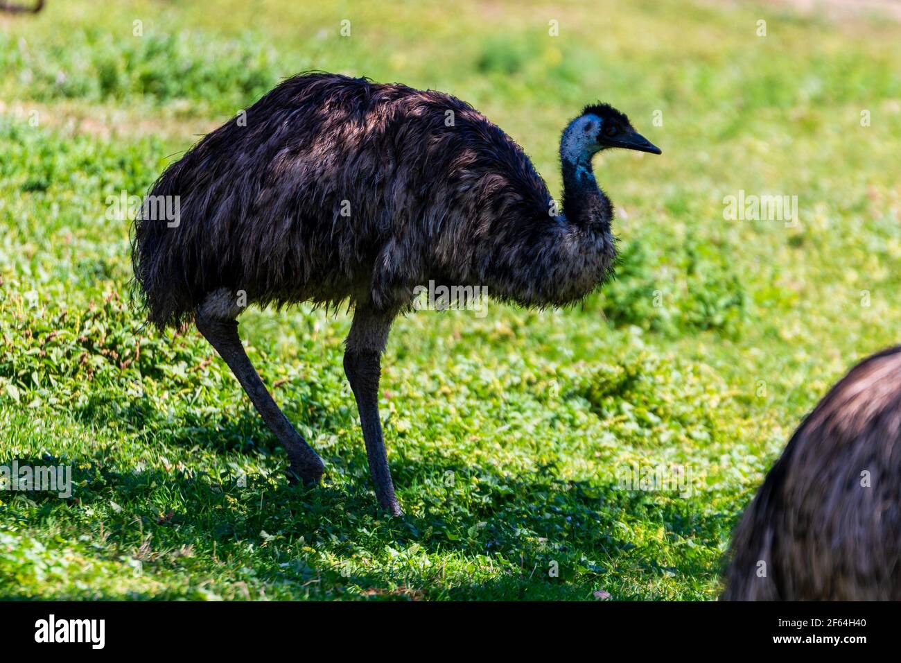 portrait of emu in the grass Stock Photo - Alamy
