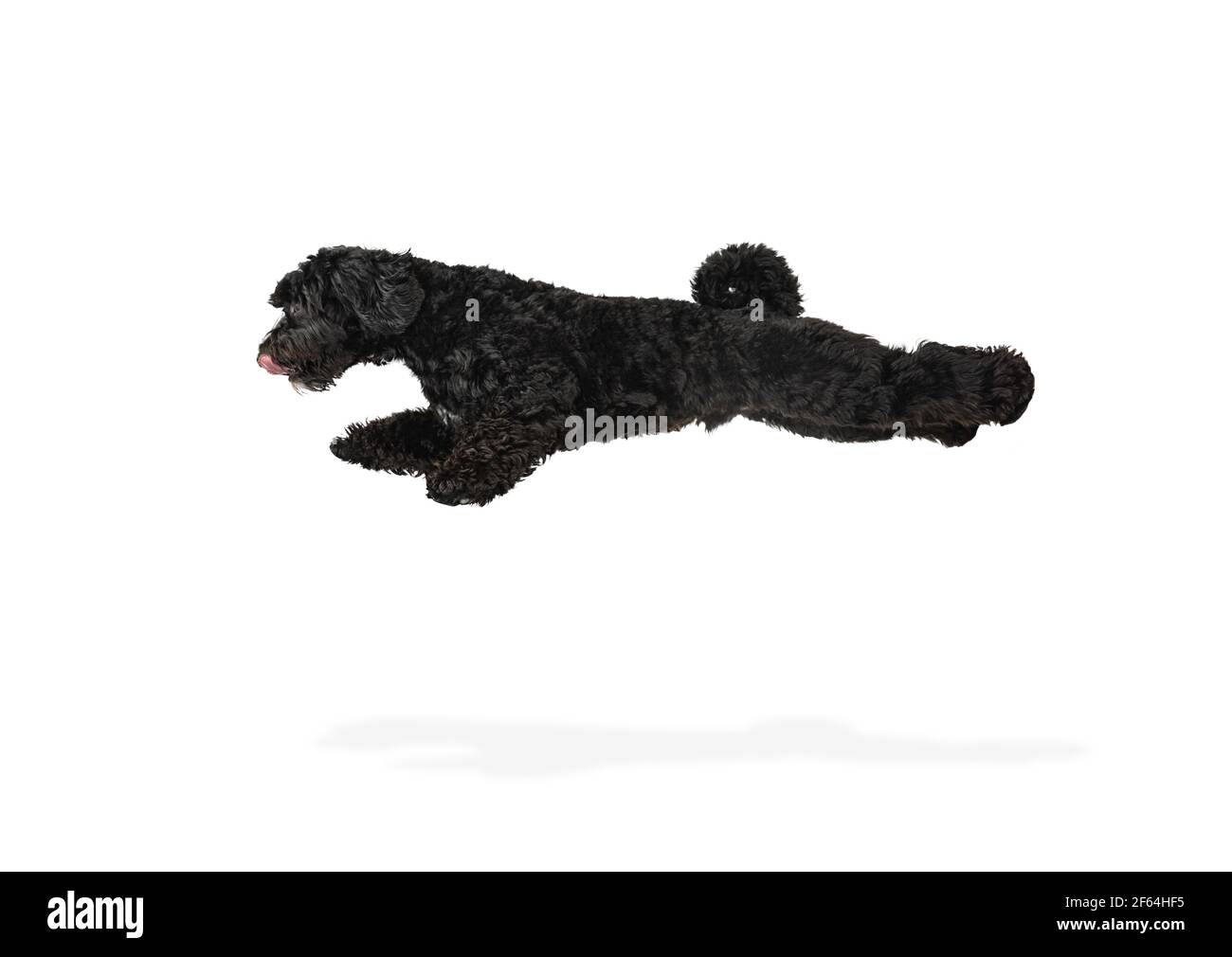 Young black Labradoodle playing isolated on white studio background ...