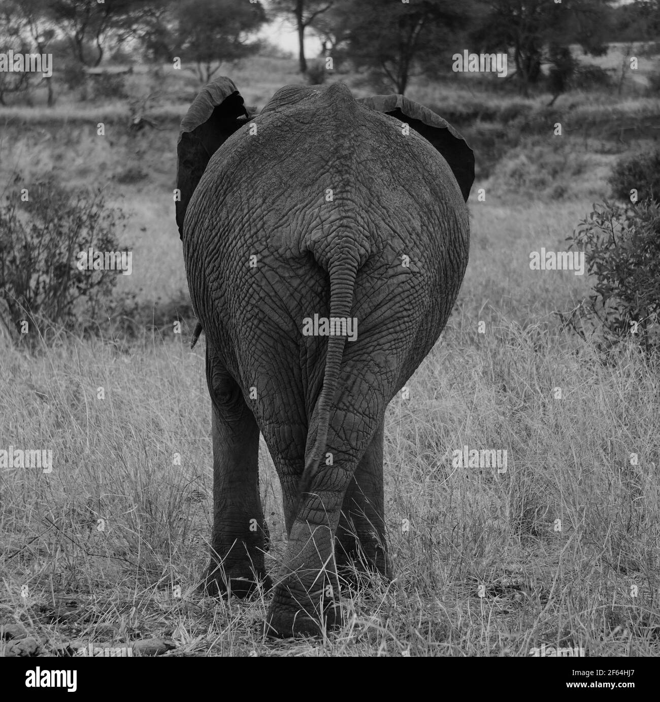 Elephant backside Black and White Stock Photos & Images - Alamy
