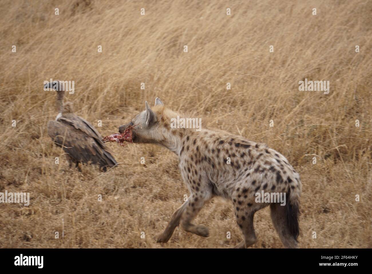 Hyena hunting hi-res stock photography and images - Alamy