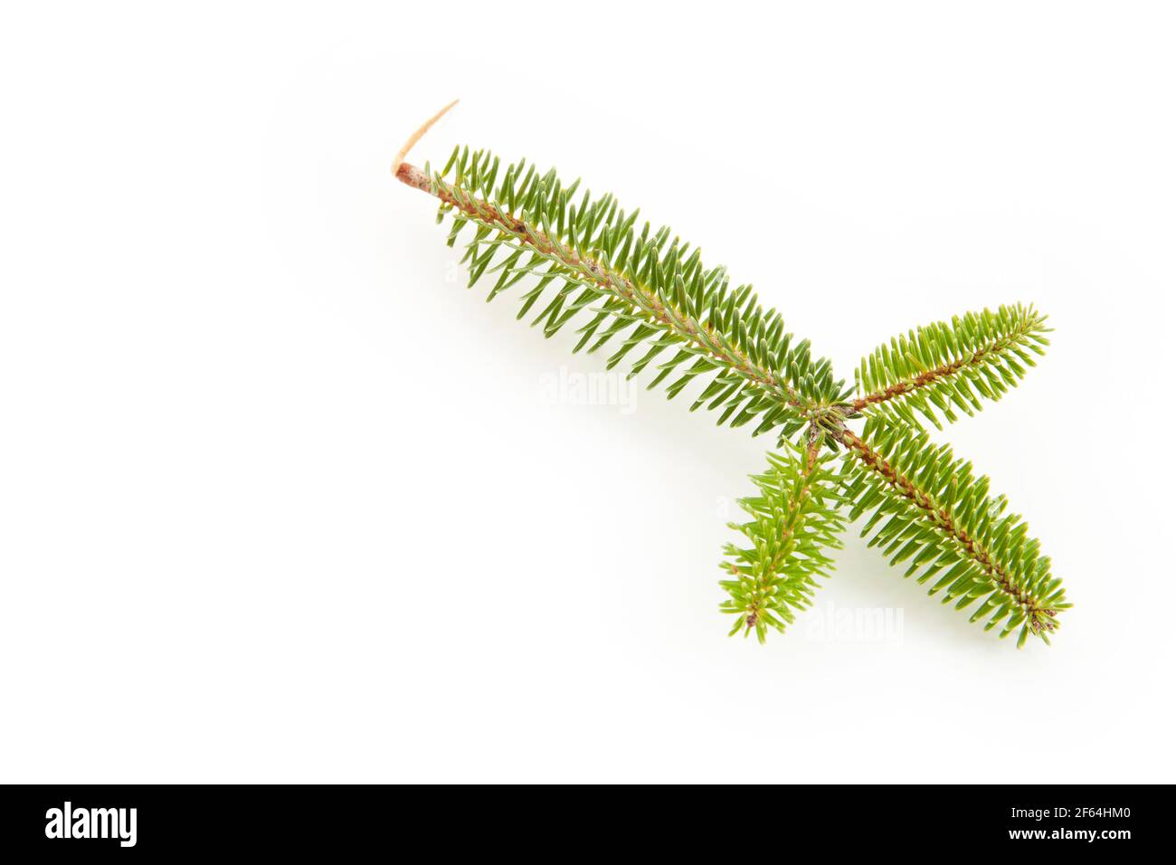 fir tree branch on a white background Stock Photo - Alamy