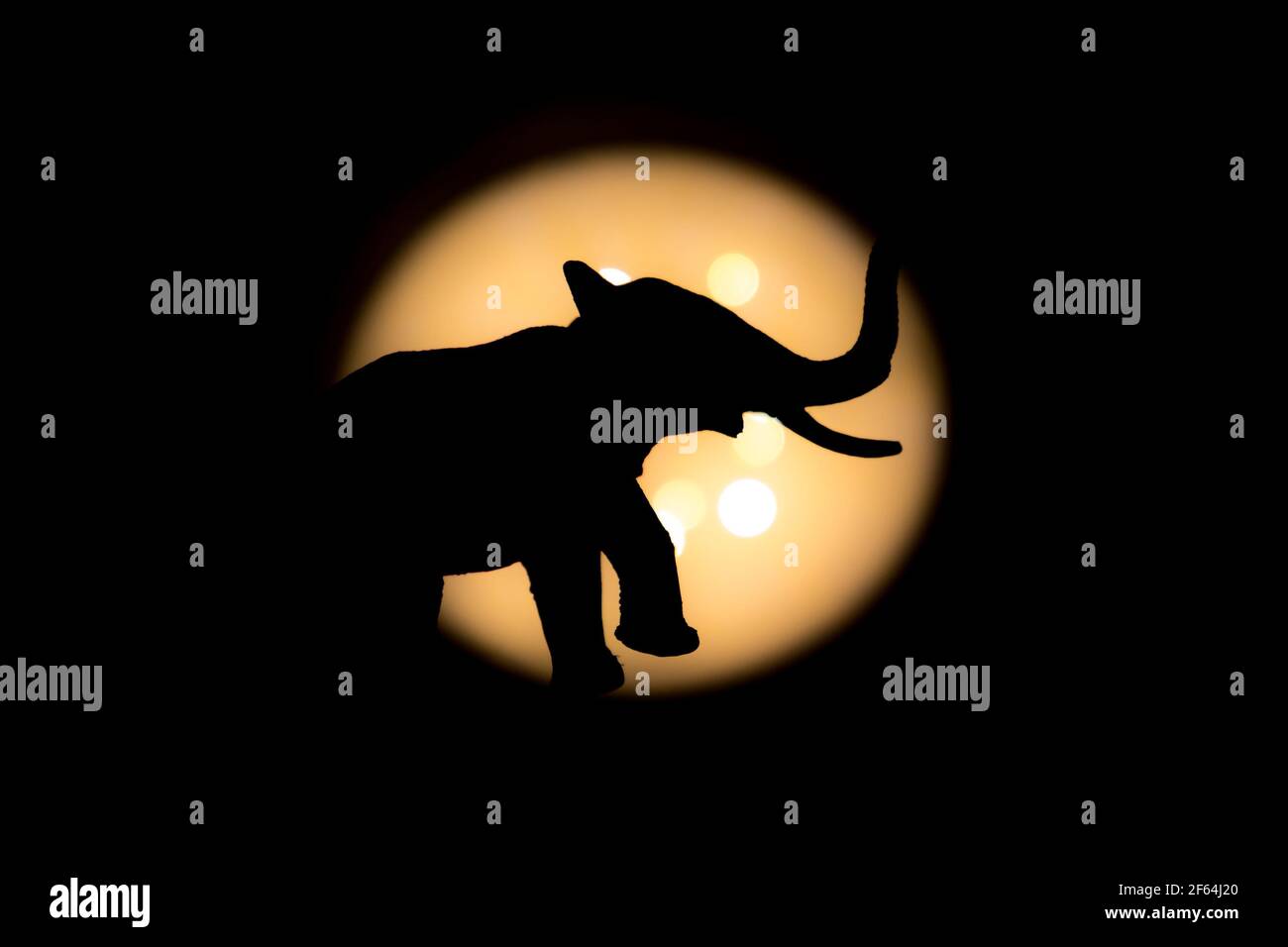 elephant body side view photographed with bright light in background ...