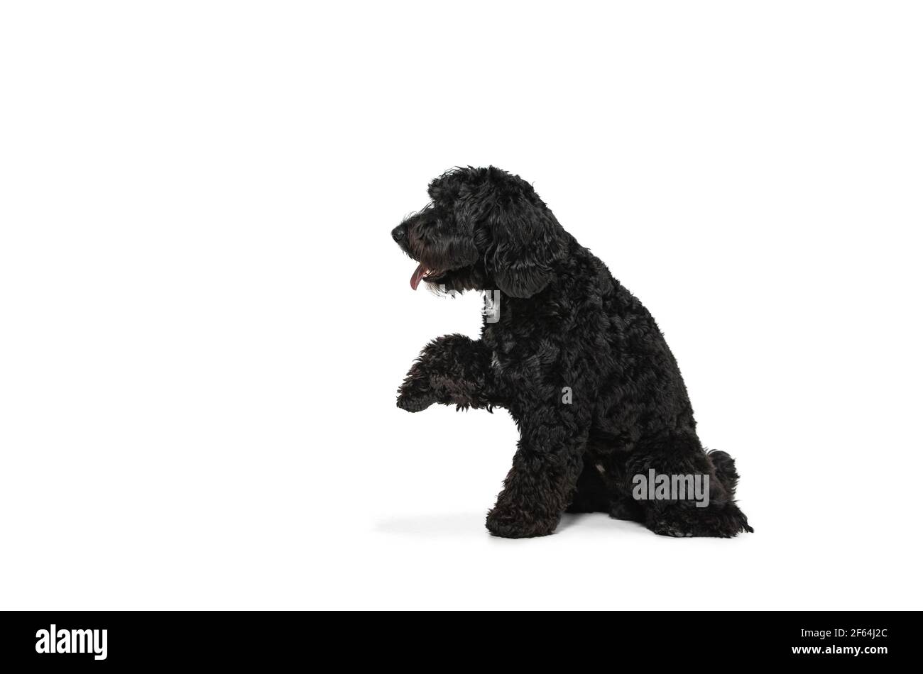 Young black Labradoodle playing isolated on white studio background ...