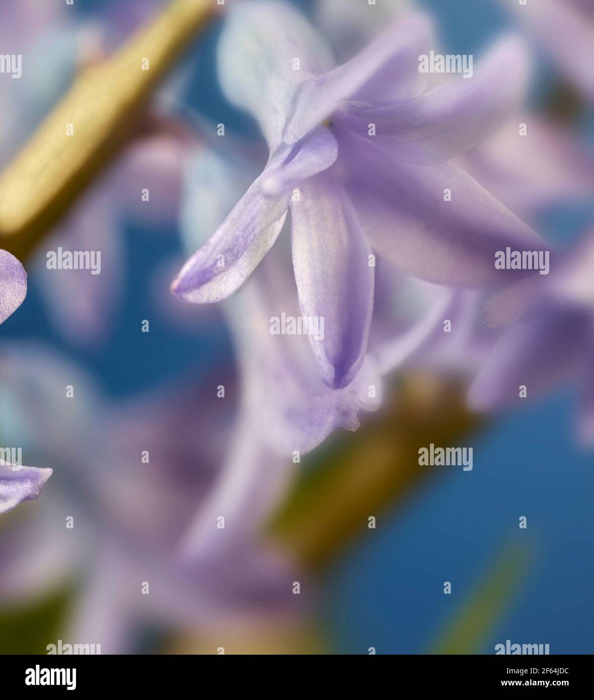 Macro flower portrait photograph of Hyacinth in flower against a ...