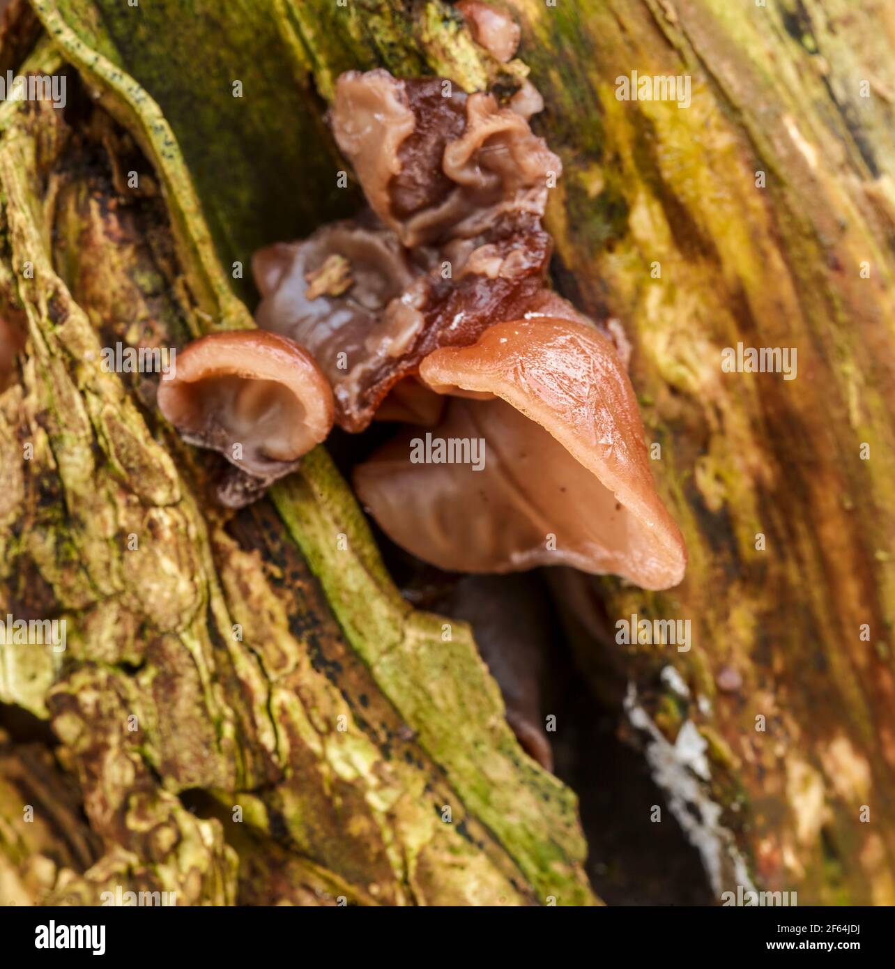 Auricularia auricula-judae, Judas's Ear, Jew's ear, jelly ear in close ...