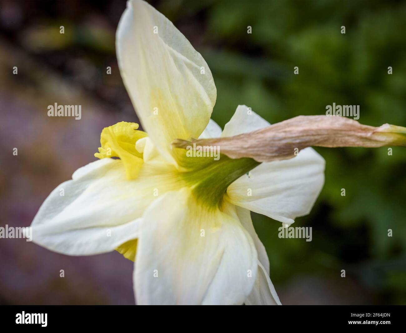 Very close-up of Daffodil bloom, natural beauty plant portrait Stock ...
