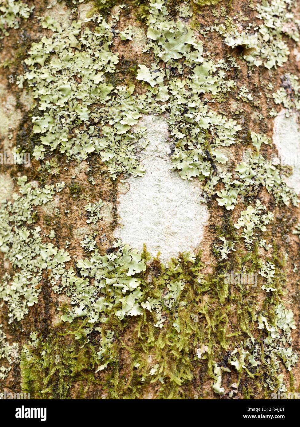 Very close-up and interesting natural patterns and textures on the ...