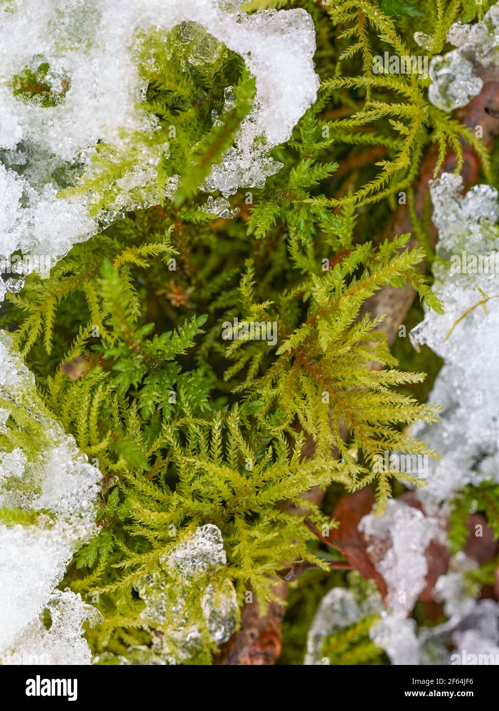 Life cycle of mosses hi-res stock photography and images - Alamy