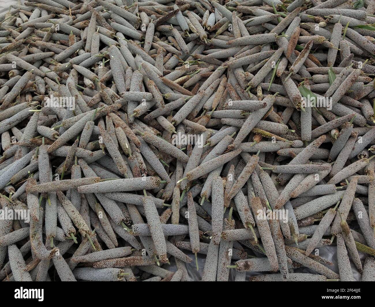 pearl millets spread on ground after harvesting closeup Stock Photo - Alamy