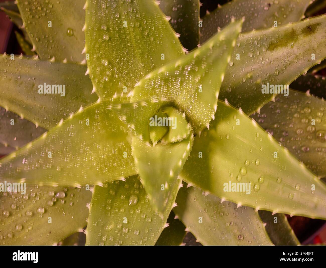 High resolution macro photograph of Aloe Vera plant, natural plant ...
