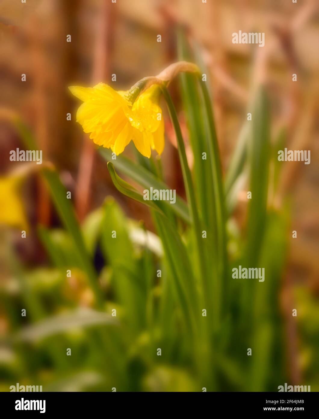 Natural high resolution flower portrait of blooming daffodil flower in ...