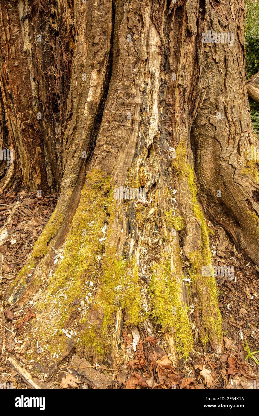 Very close-up and interesting natural patterns and textures on the ...