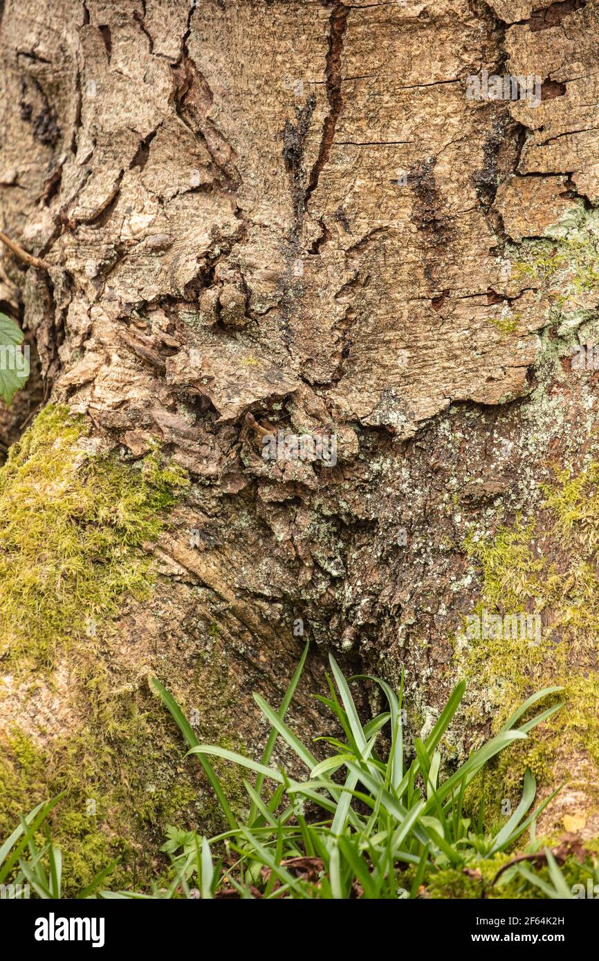 Very close-up and interesting natural patterns and textures on the ...