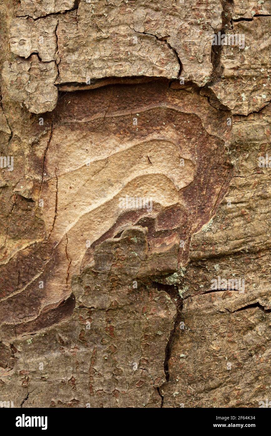 Very close-up and interesting natural patterns and textures on the ...