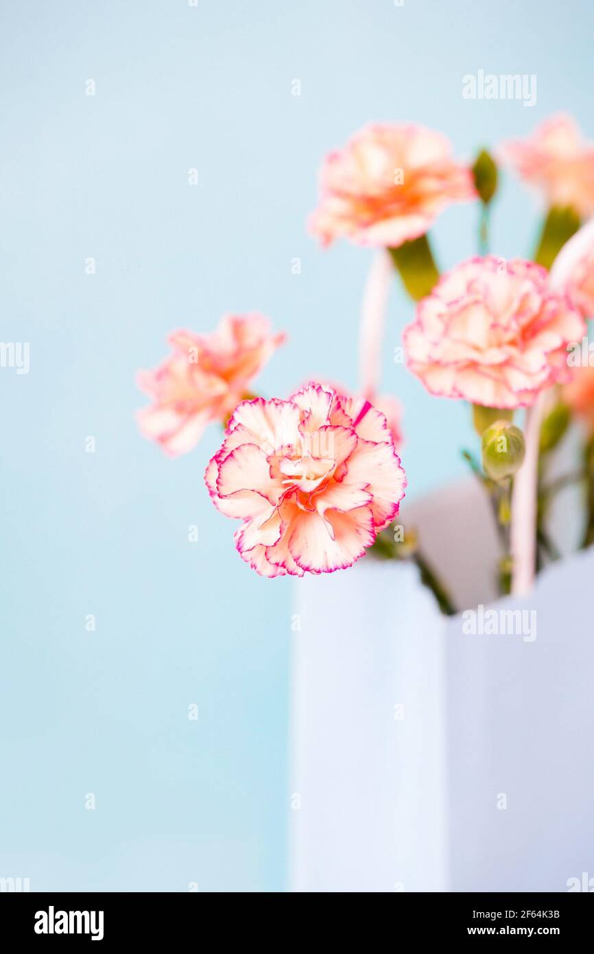 Small peach carnation flowers with pink rim on blue mint background ...