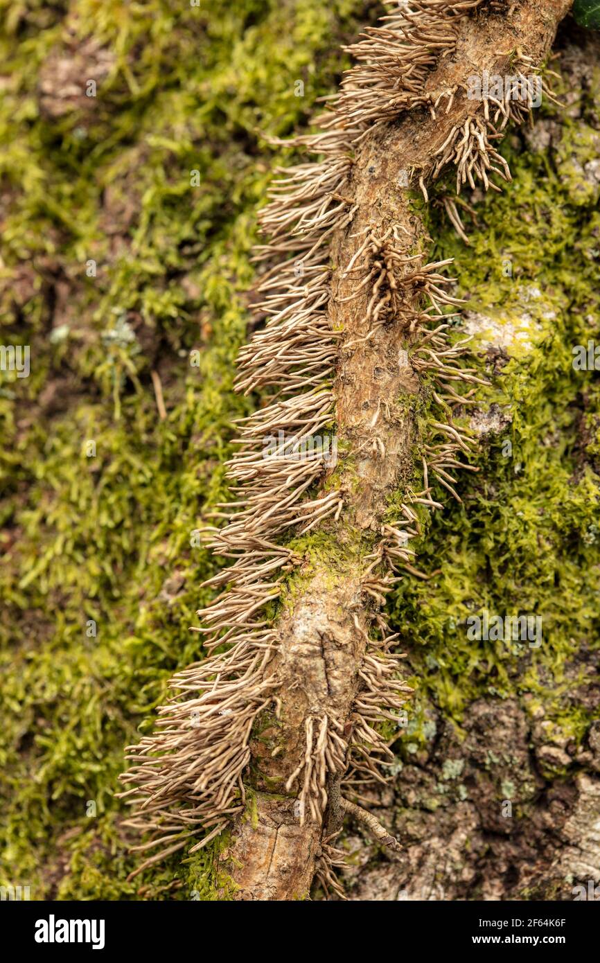 Very close-up and interesting natural patterns and textures on the ...
