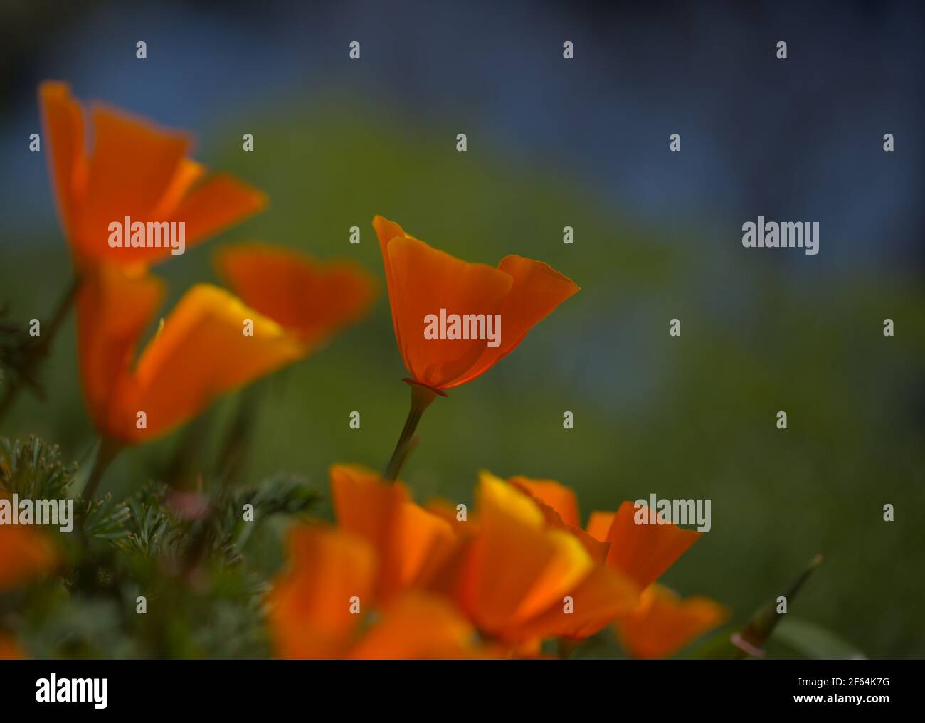 Flora of Gran Canaria - Eschscholzia californica, the California poppy ...