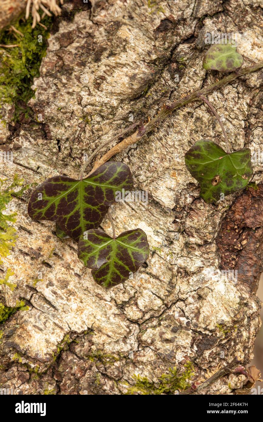 Very close-up and interesting natural patterns and textures on the ...