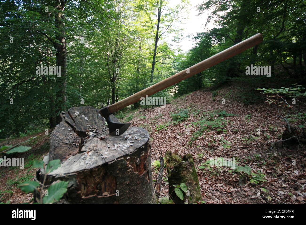 Ax on tree stump hi-res stock photography and images - Alamy