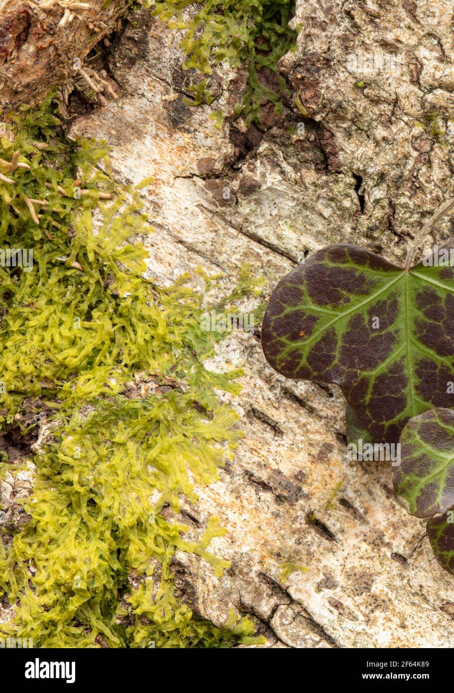 Very close-up and interesting natural patterns and textures on the ...