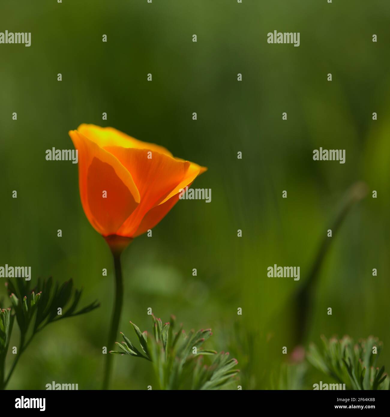 Flora of Gran Canaria - Eschscholzia californica, the California poppy ...