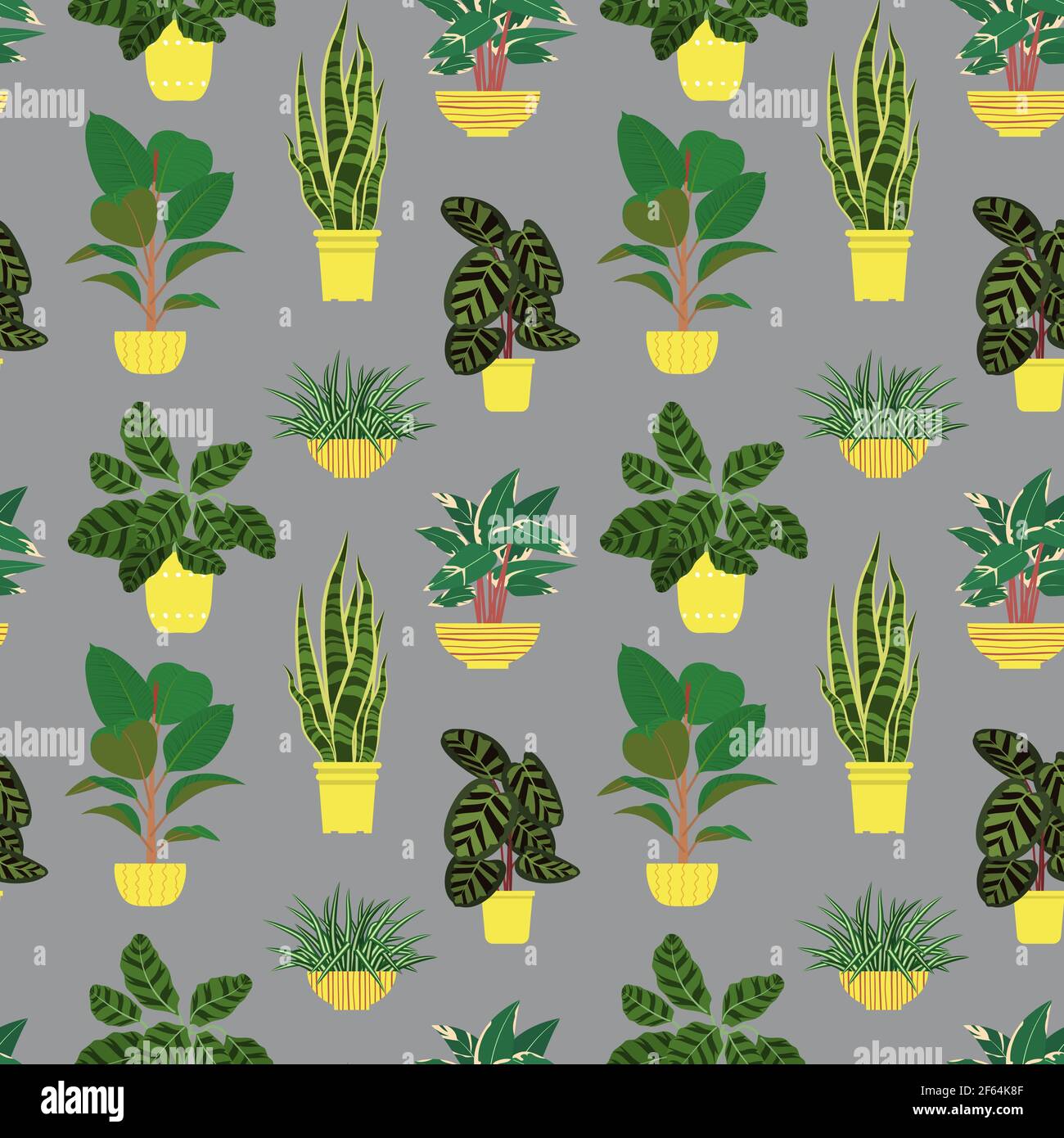 Calathea houseplant Stock Vector Images - Alamy