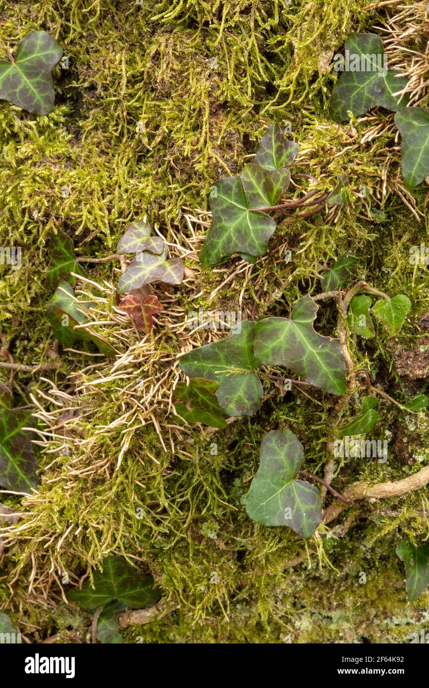 Very close-up and interesting natural patterns and textures on the ...