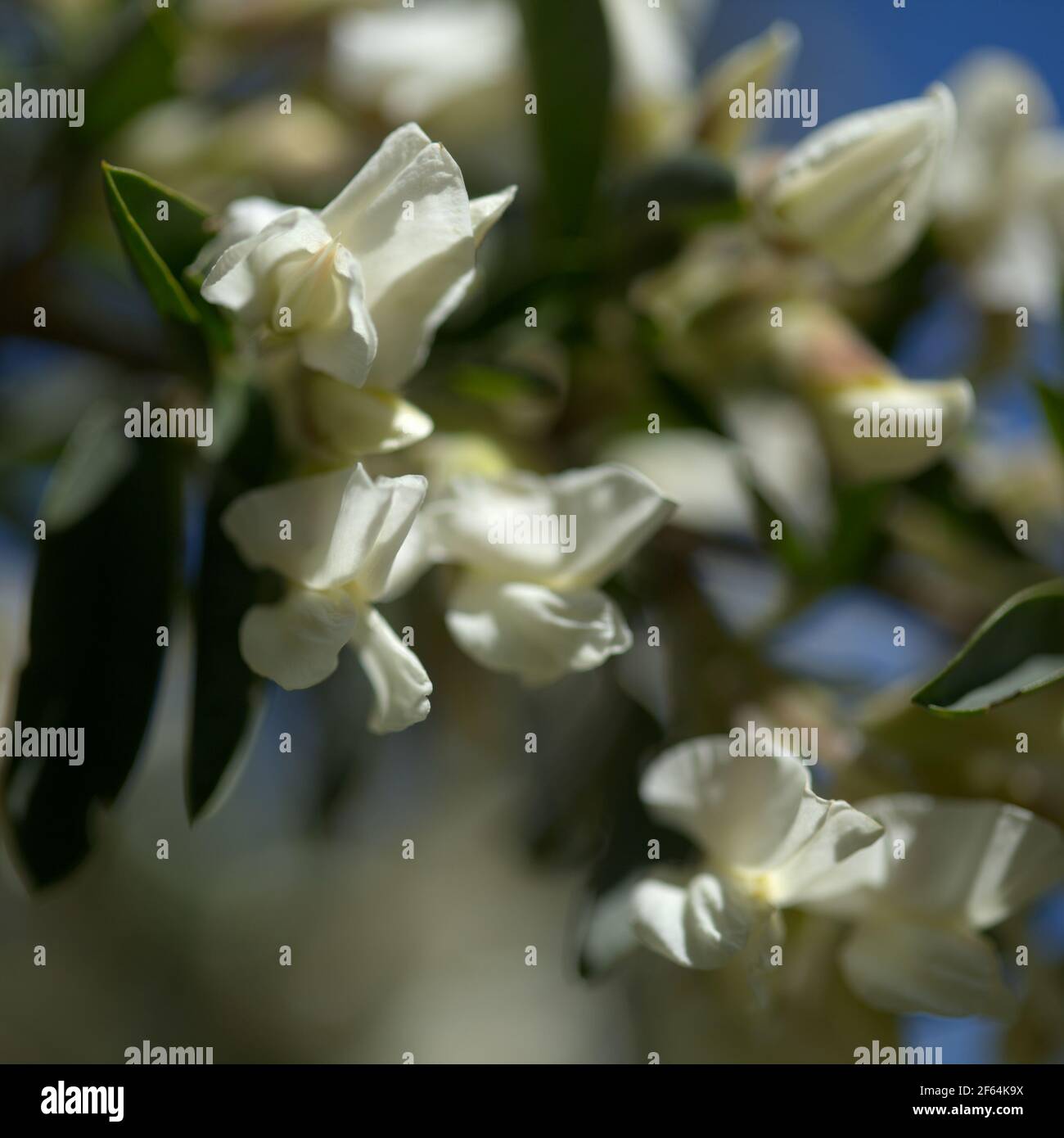 Tree lucerne hi-res stock photography and images - Alamy