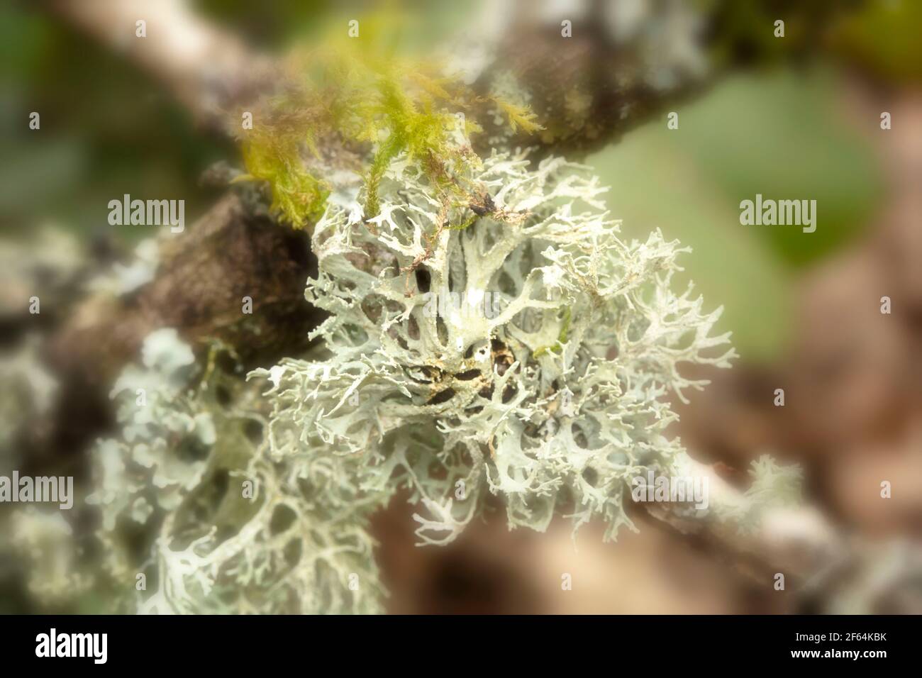 Moss covered tree branch symbolic of patterns and textures in nature ...