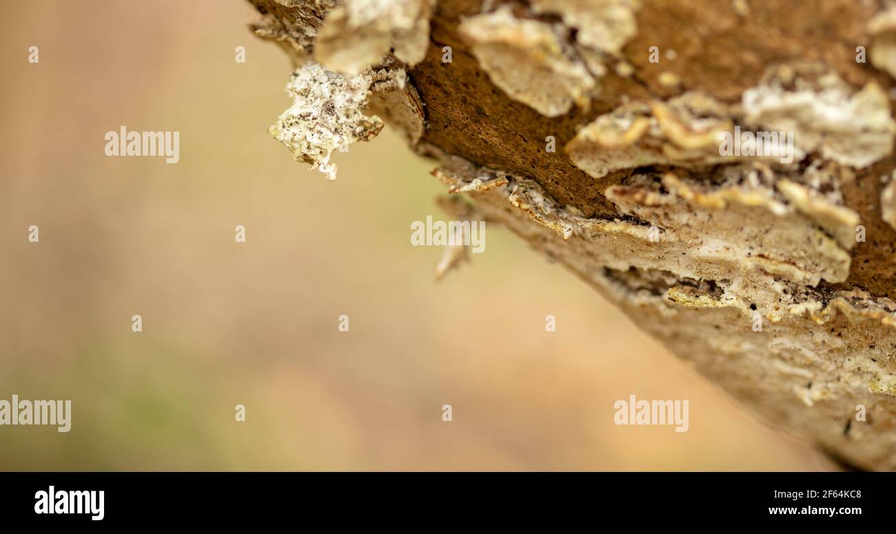 Very close-up and interesting natural patterns and textures on the ...