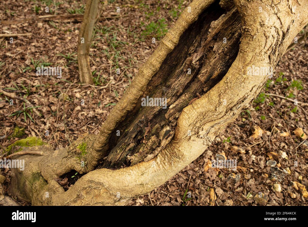 Very close-up and interesting natural patterns and textures on the ...