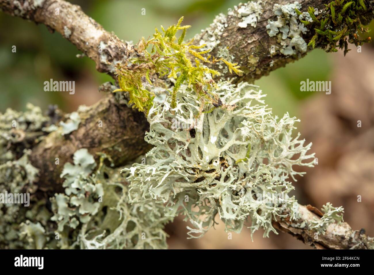 Moss covered tree branch symbolic of patterns and textures in nature ...