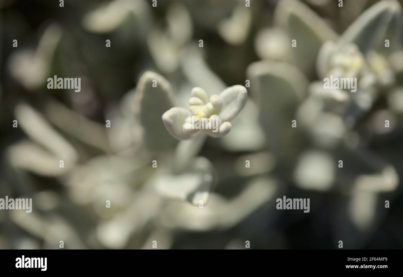 Flora of Gran Canaria - Sideritis dasygnaphala, white mountain tea of ...