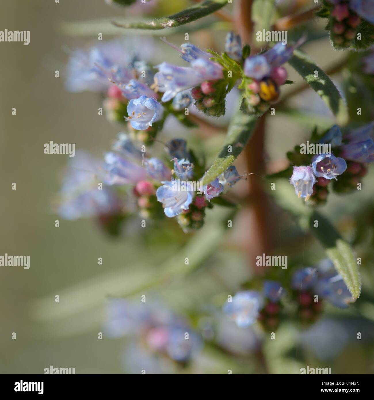 Flora of Gran Canaria - Echium callithyrsum, blue bugloss of ...