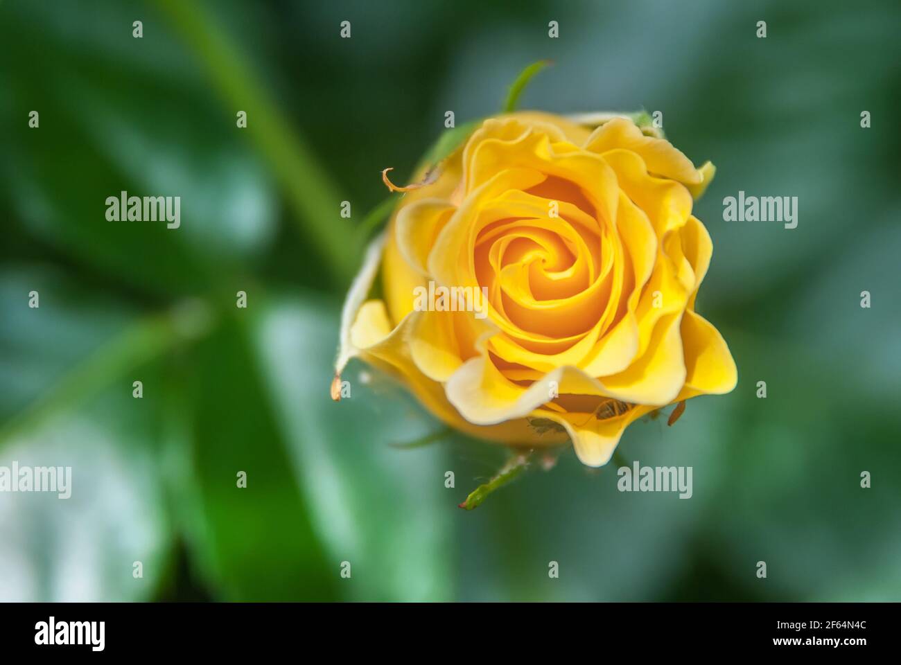 Beautiful yellow rose flower in a garden Stock Photo - Alamy