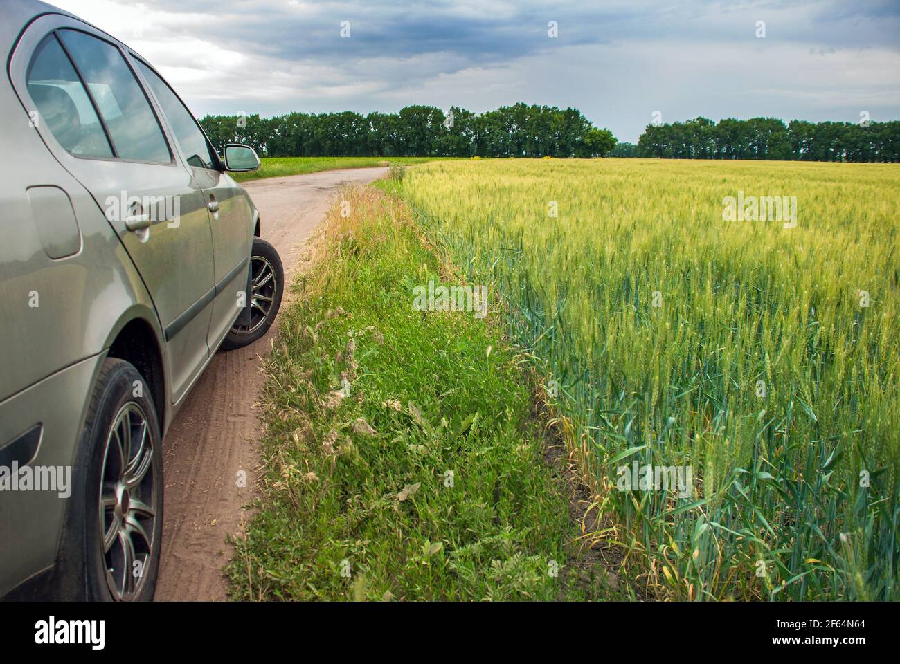 field of rye wheat, car on the road Stock Photo - Alamy
