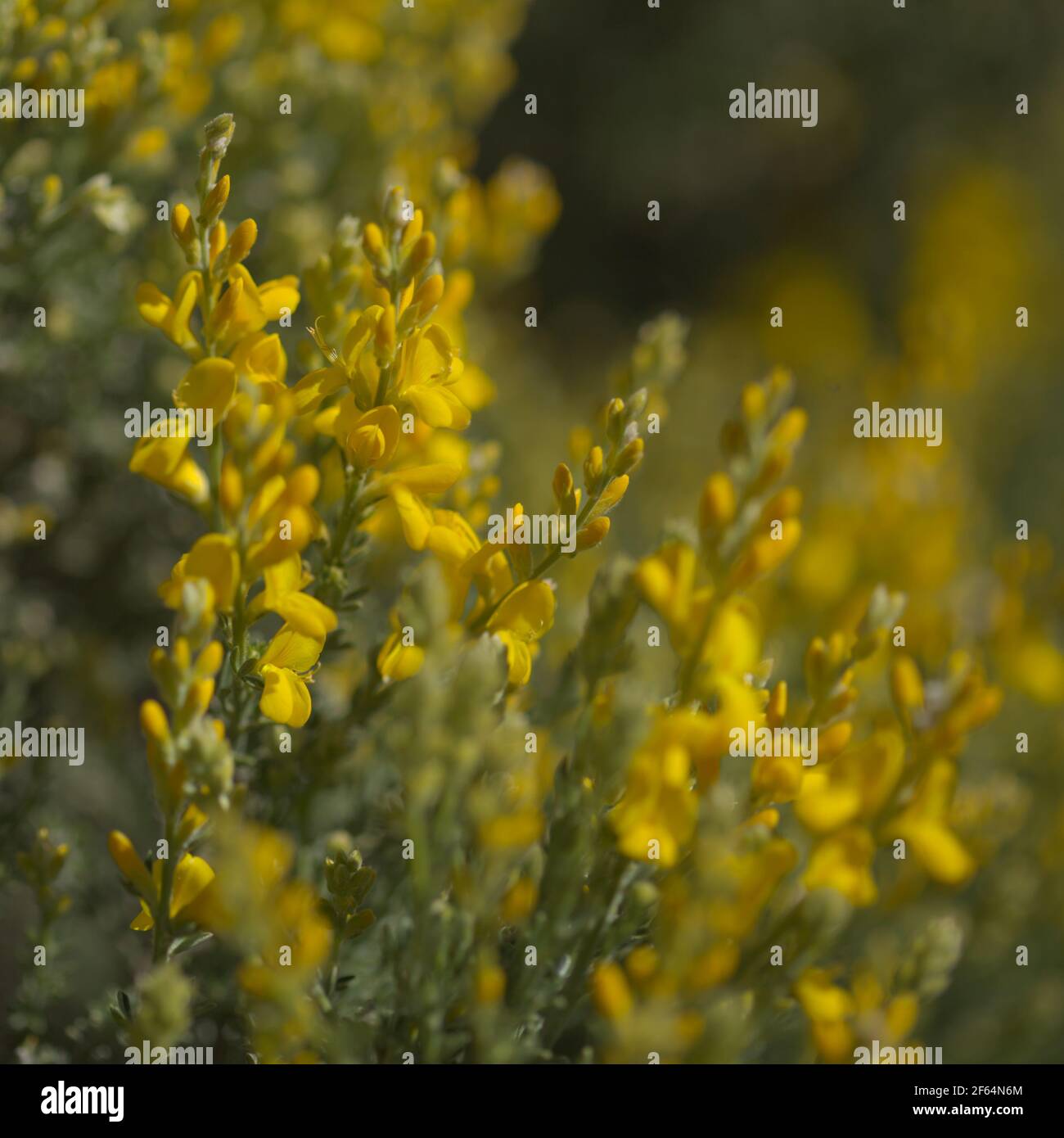Flora of Gran Canaria - bright yellow flowers of Teline microphylla ...