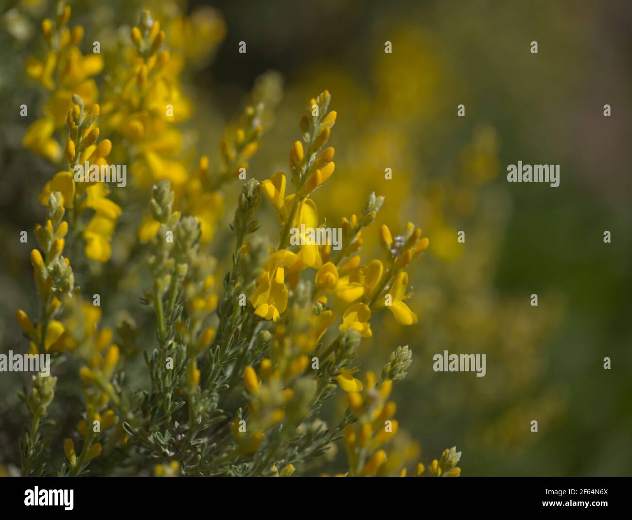 Flora of Gran Canaria - bright yellow flowers of Teline microphylla ...