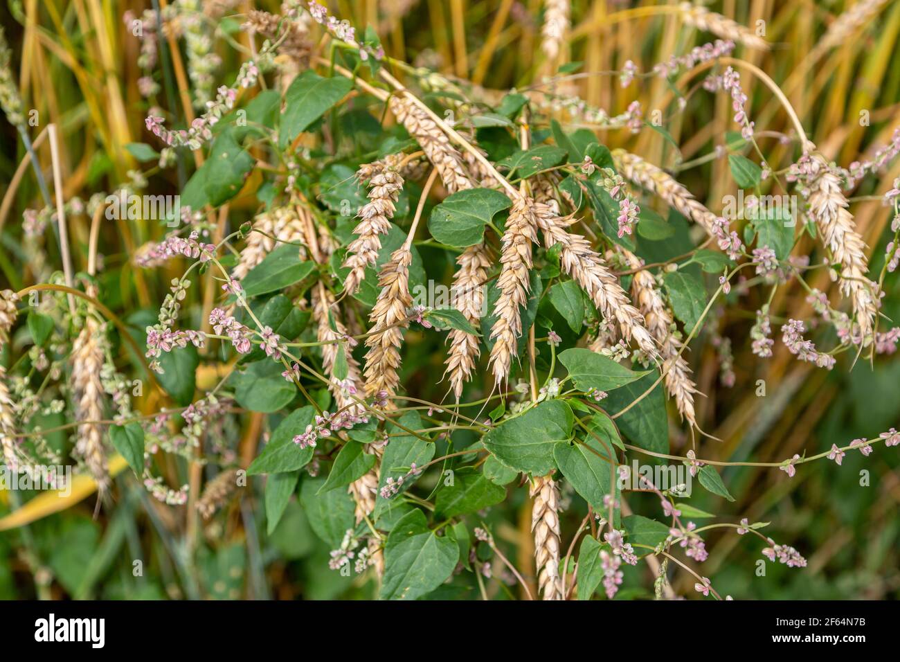 Small bindweed hi-res stock photography and images - Alamy